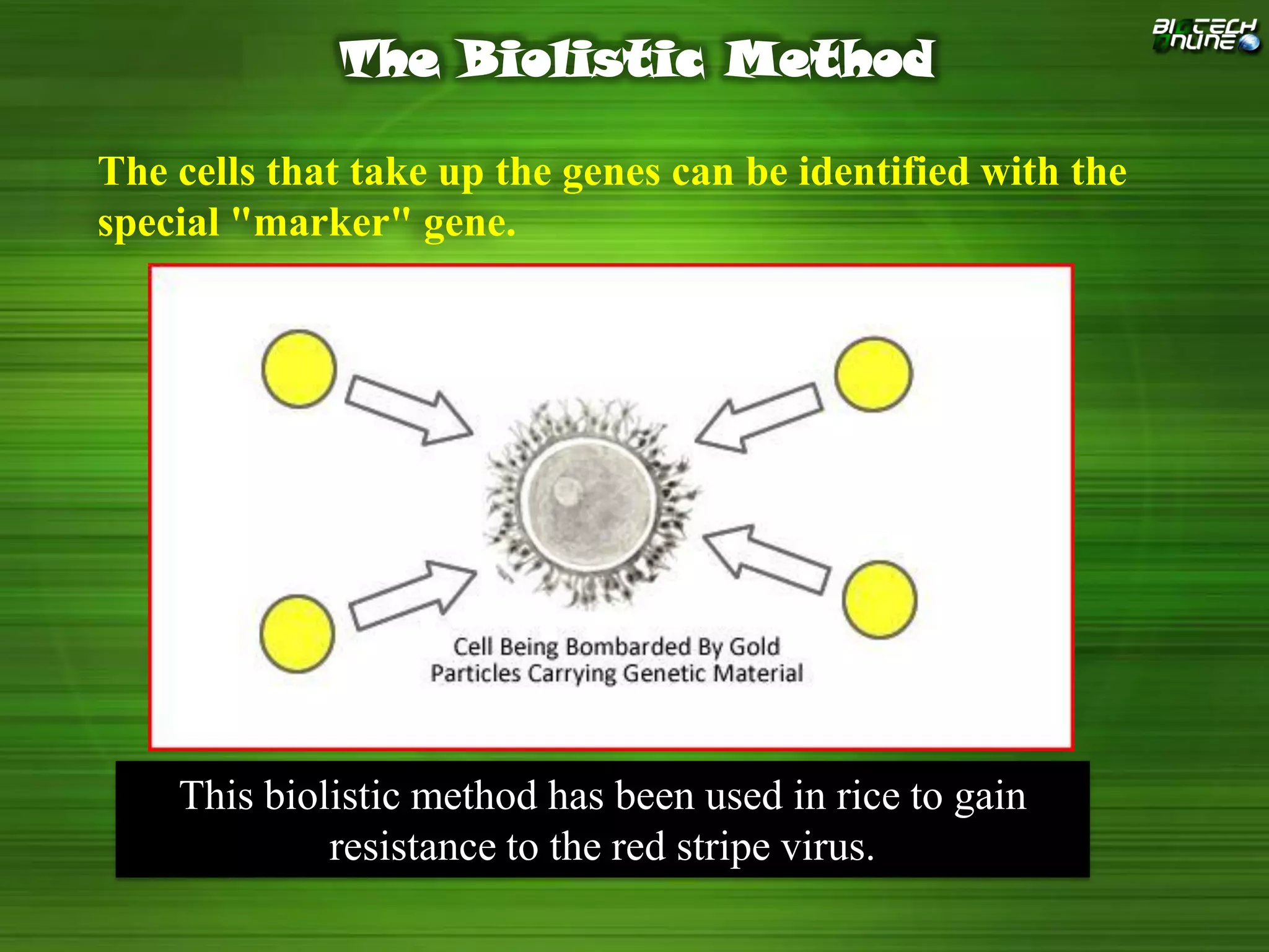 The Biolistic Method | PDF