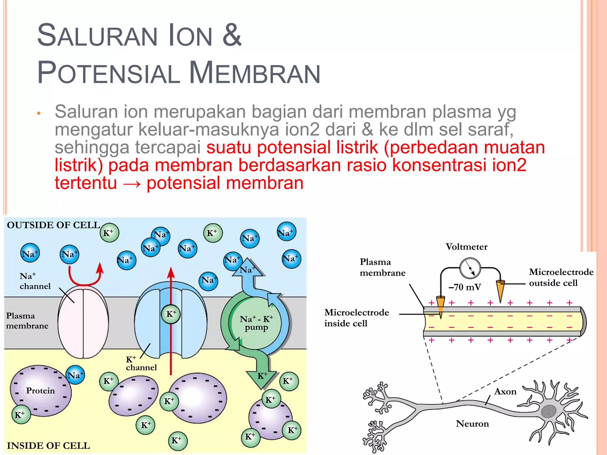 biolistrik keperawatan.ppt