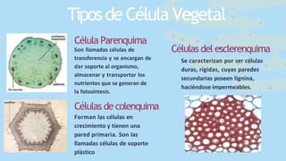 Celulas De Esclerenquima De Pera