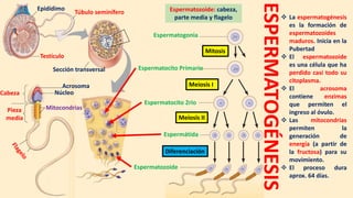 Biología meiosis y gametogénesis - semestral sm | PDF | Reproductive ...