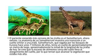 Especies evolución.pptx