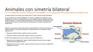 Biología animal clase 2.pptx