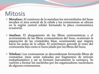 Biología celular iii | PDF