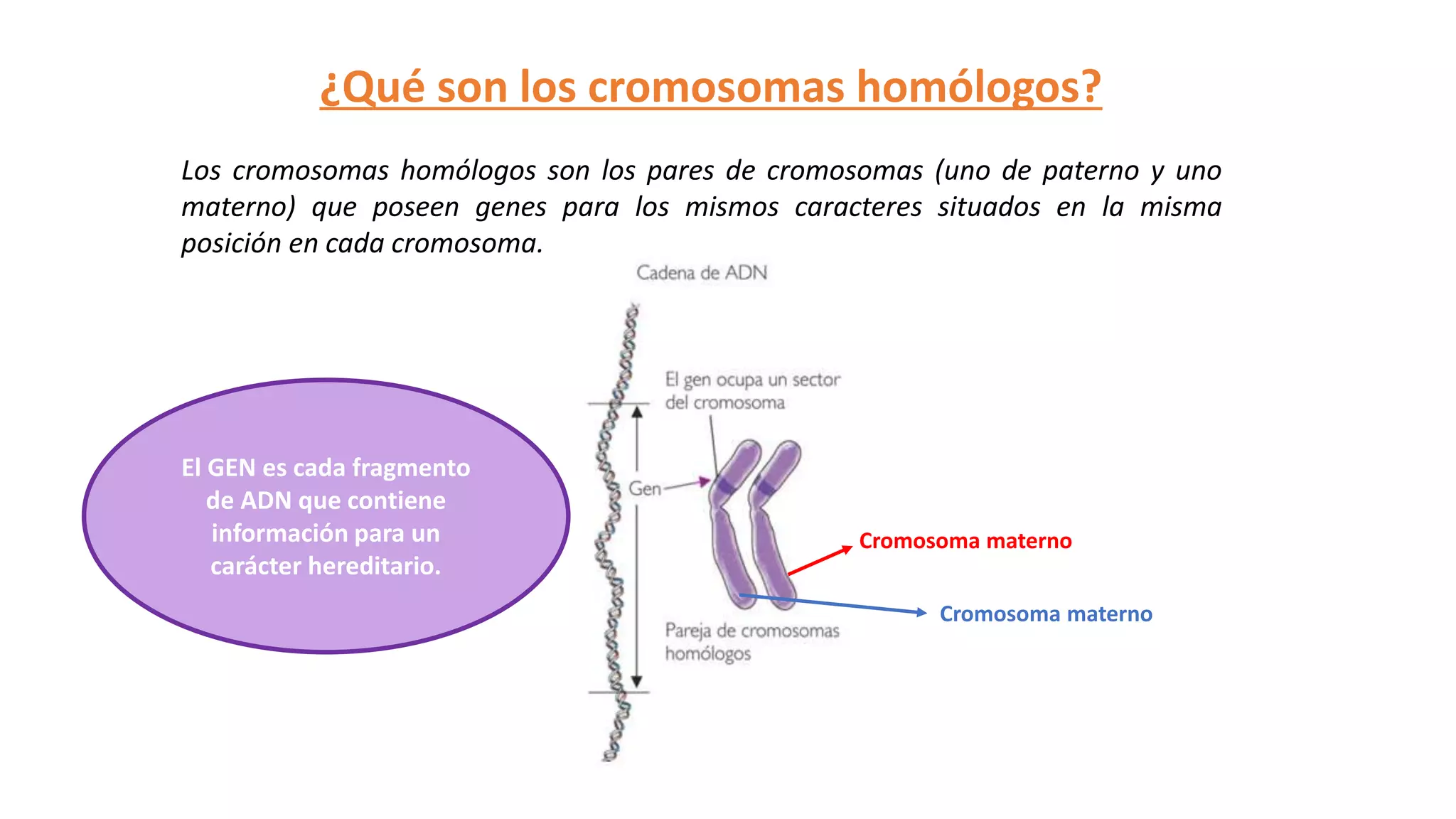 Biología conceptos cromosomas homólogos; gen; alelo; individuo ...