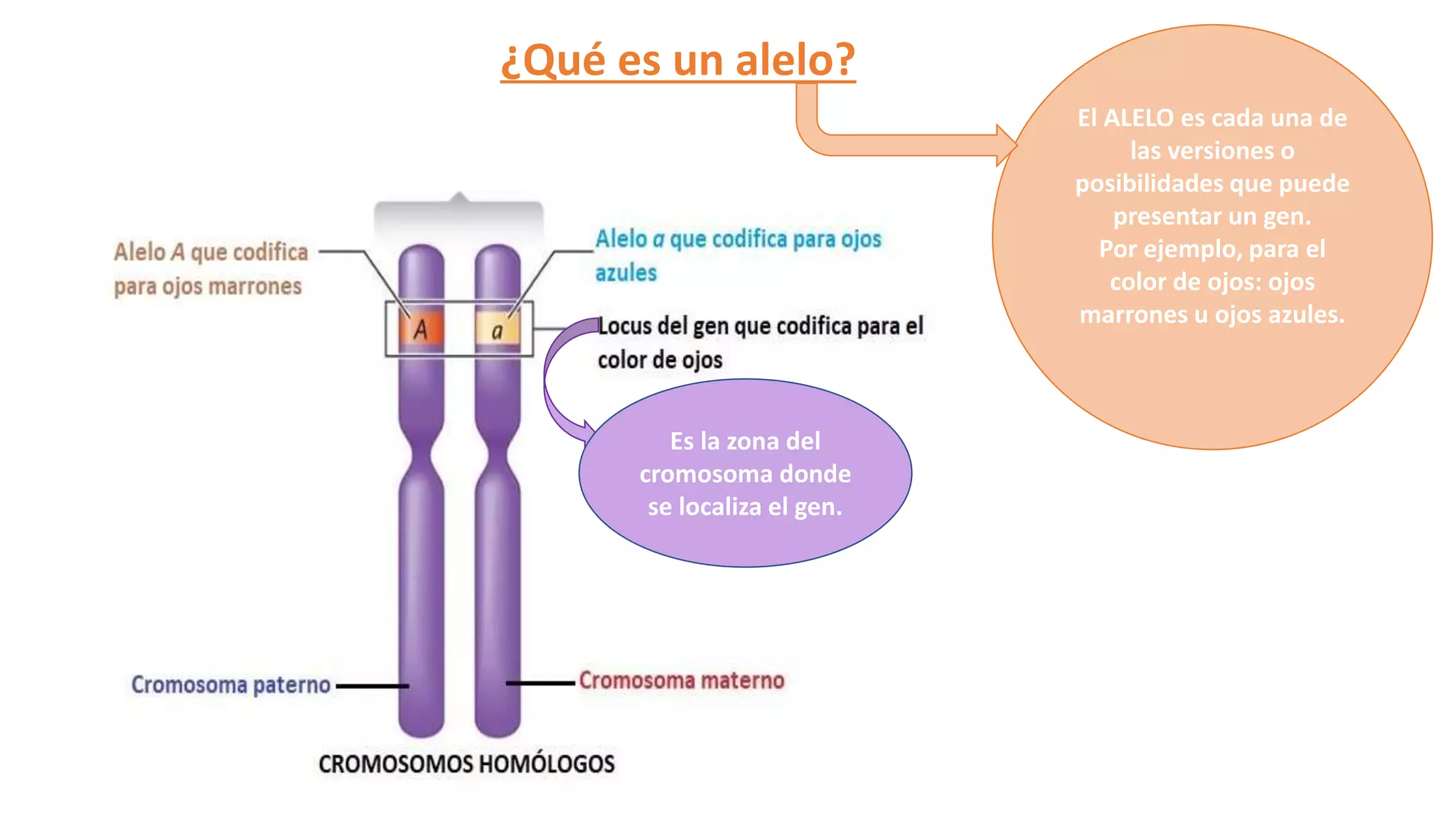 Biología conceptos cromosomas homólogos; gen; alelo; individuo ...