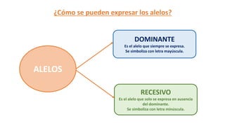 Biología conceptos cromosomas homólogos; gen; alelo; individuo ...