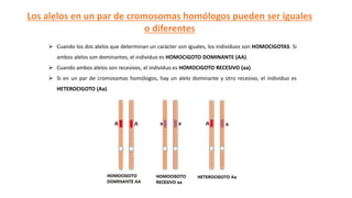 Biología conceptos cromosomas homólogos; gen; alelo; individuo ...