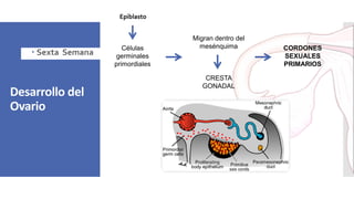 Biología de la célula maligna en cáncer germinal y estromal | PDF
