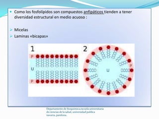 Biología de la membrana celular | PPTX