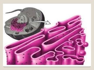 Biología general | PPT