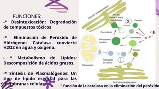 Biología molecular de la celula diap.pptx