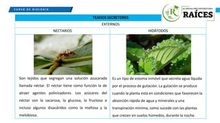 INFORMACION DE ACERCA DE LA BIOLOGIA EN TEMAS DE HISTOLOGIA VEGETAL | PPTX