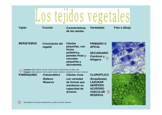 Biología y geología tema 9. los tejidos | PPS