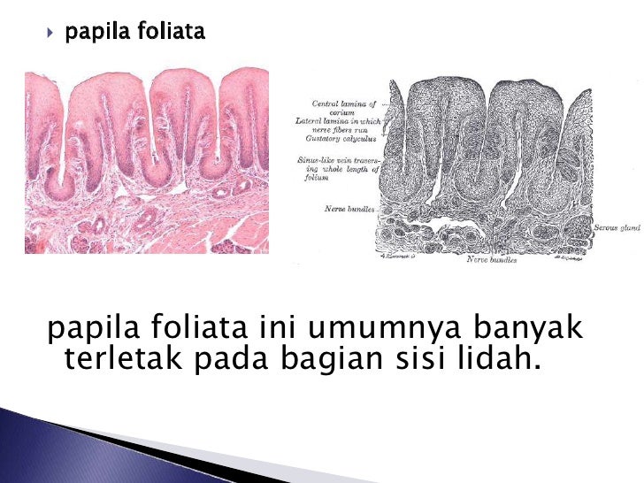Biologi