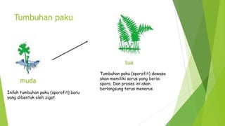 Biologi tumbuhan paku dan lumut | PPTX