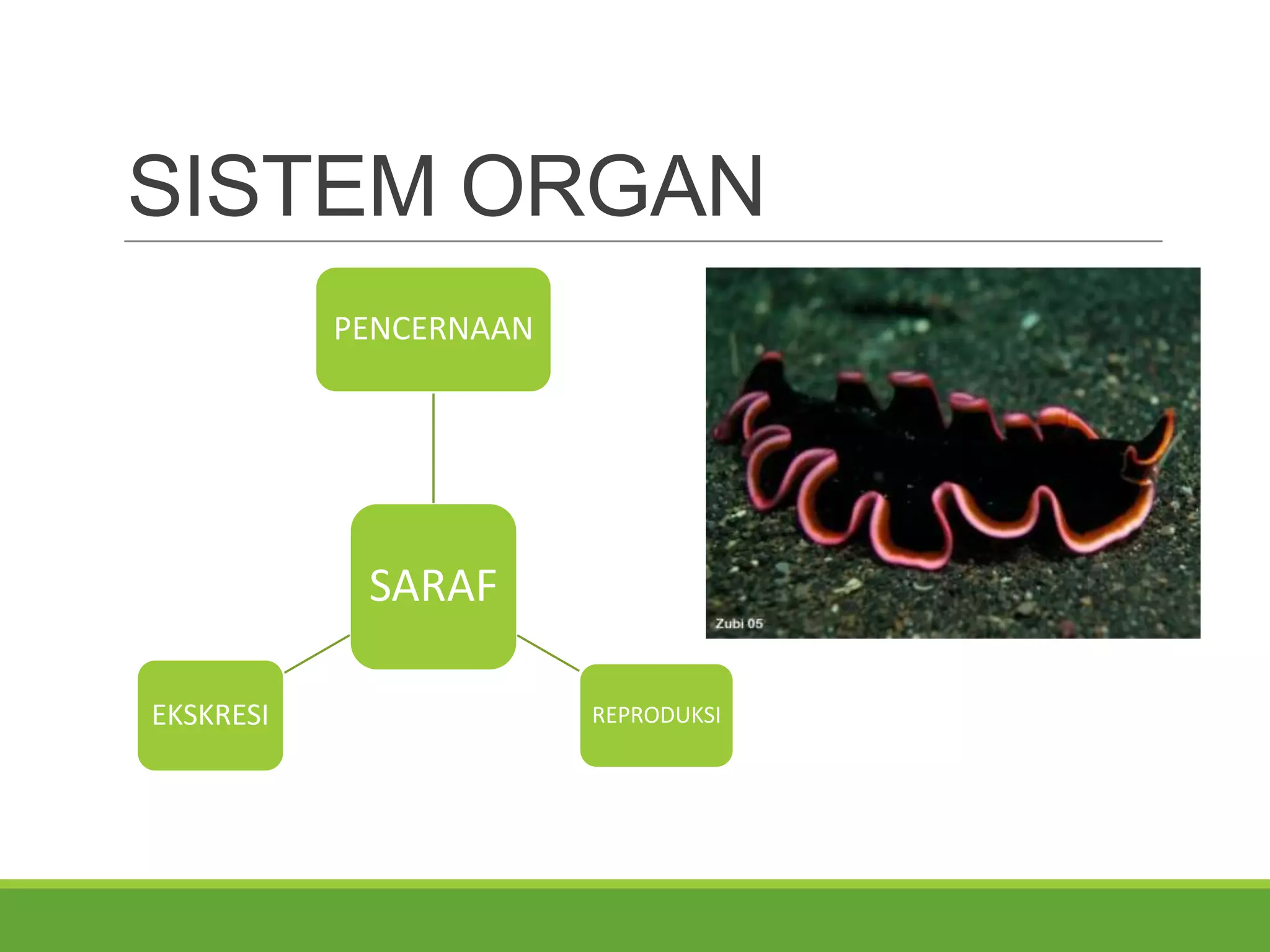 Biologi | PPTX