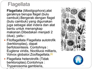 Protozoa | PPT