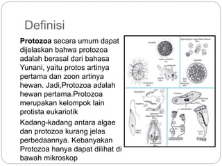 Protozoa | PPT