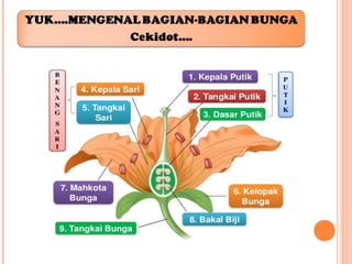 Organ Bunga | PPT