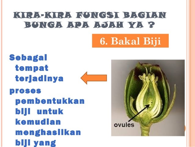 Paling Bagus 28+ Gambar Bunga Lengkap Dan Fungsinya - Gambar Bunga Indah