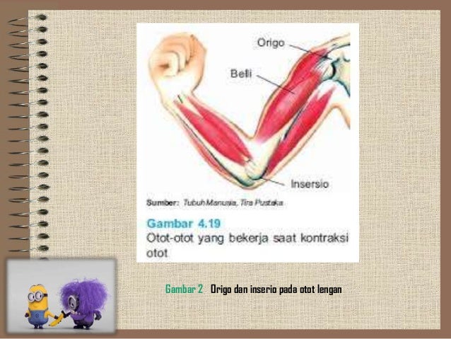 Mekanisme Kerja Otot Mekanisme Kerja Otot