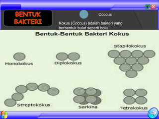 Biologi: Bakteri | PPTX