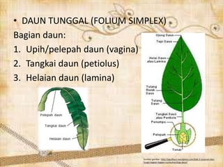 Biologi | PPTX