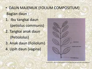 Biologi | PPTX