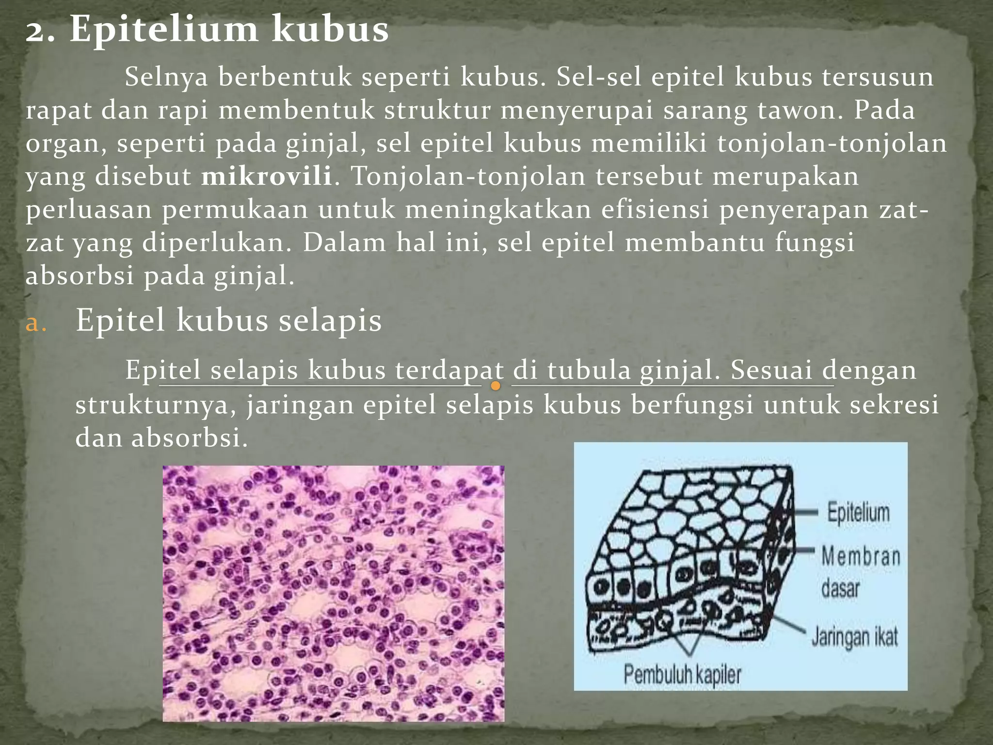 Jaringan Epitelium | PPTX