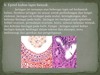 Jaringan Epitelium | PPTX