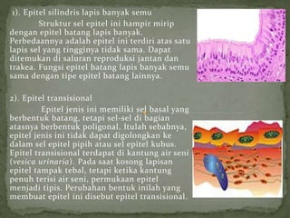 Jaringan Epitelium | PPTX