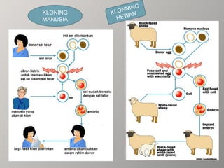 Kloning | PPT