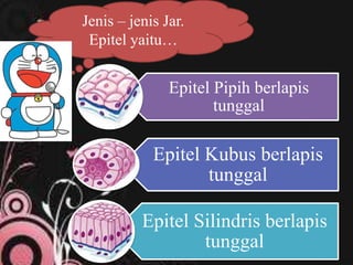 jaringan epitel biologi | PPTX