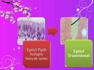 jaringan epitel biologi | PPT