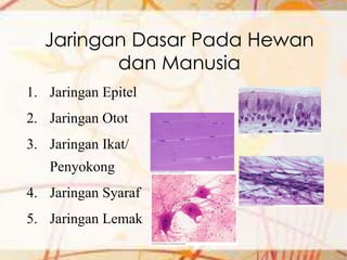 jaringan epitel biologi | PPTX