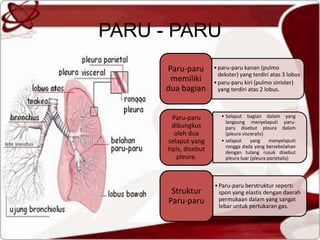 Sistem ekskresi pada manusia | PPTX