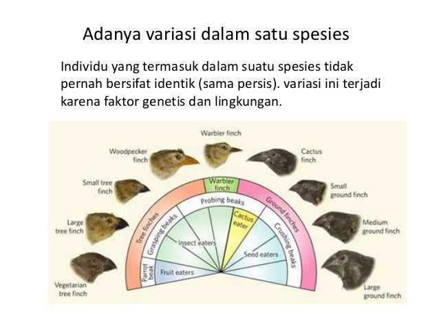 Biologi - petunjuk adanya evolusi