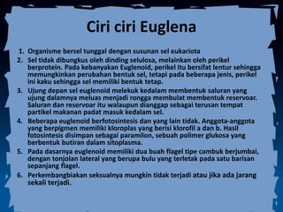 Ciri Ciri Euglenophyta