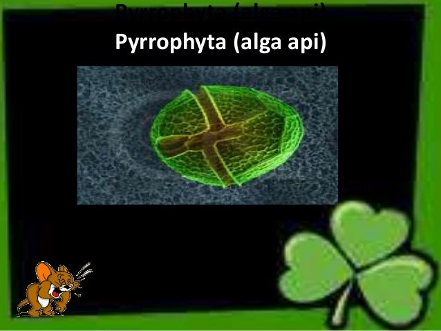 euglenophyta dan pyrrophyta