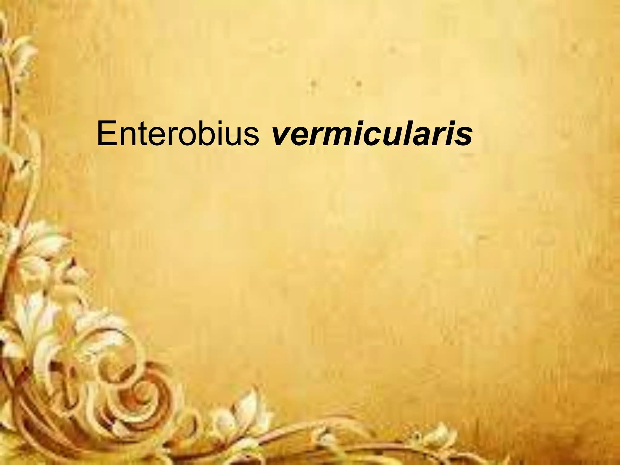 Biologi enterobius vermicularis | PPTX