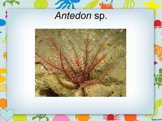 Echinordermata | PPT