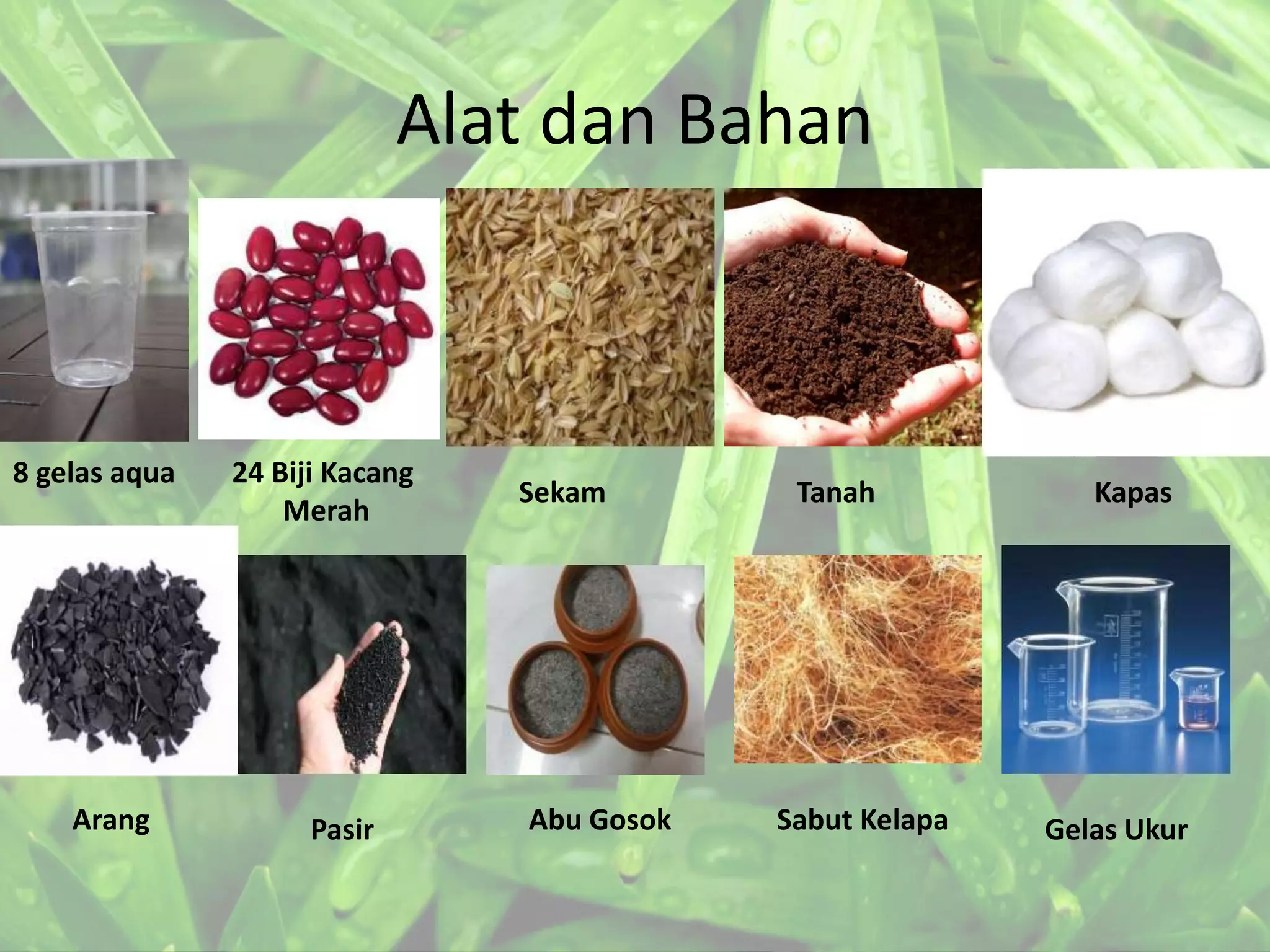 Pengaruh Media Tanam terhadap Pertumbuhan Kecambah | PPT Pengaruh Media Tanam terhadap Pertumbuhan Kecambah | PPT