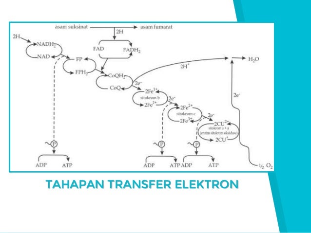TRANSFER ELEKTRON