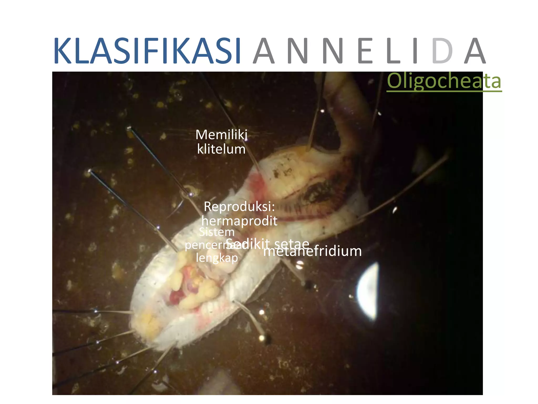 Biologi - Annelida | PPTX