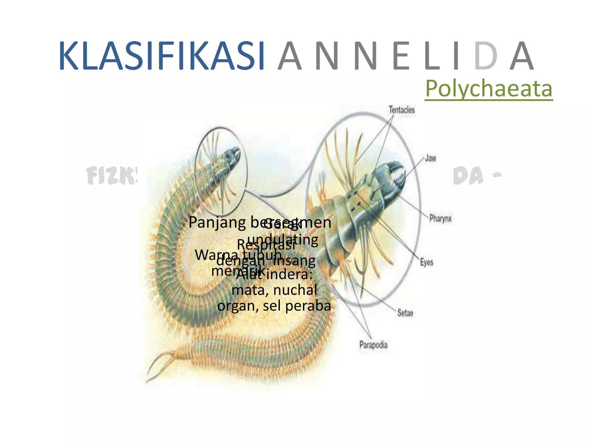 Biologi - Annelida | PPTX