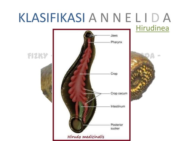 Biologi - Annelida | PPTX