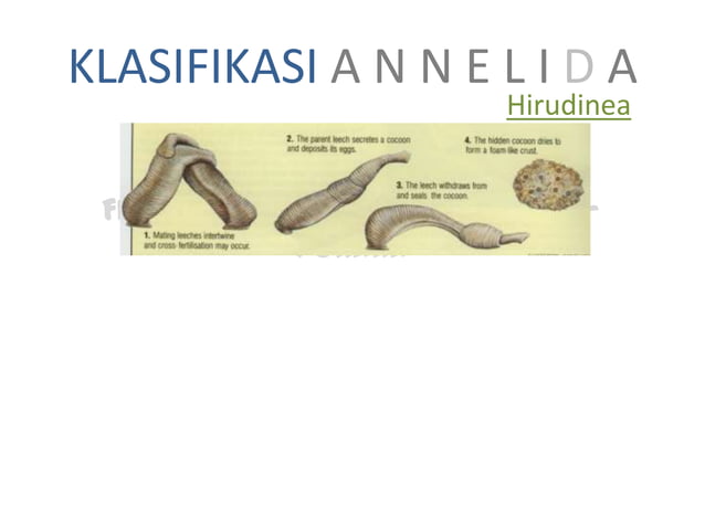 Biologi - Annelida | PPTX
