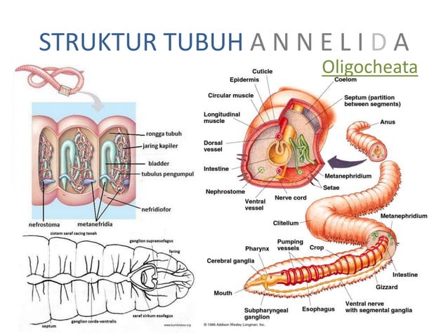 Biologi - Annelida | PPTX