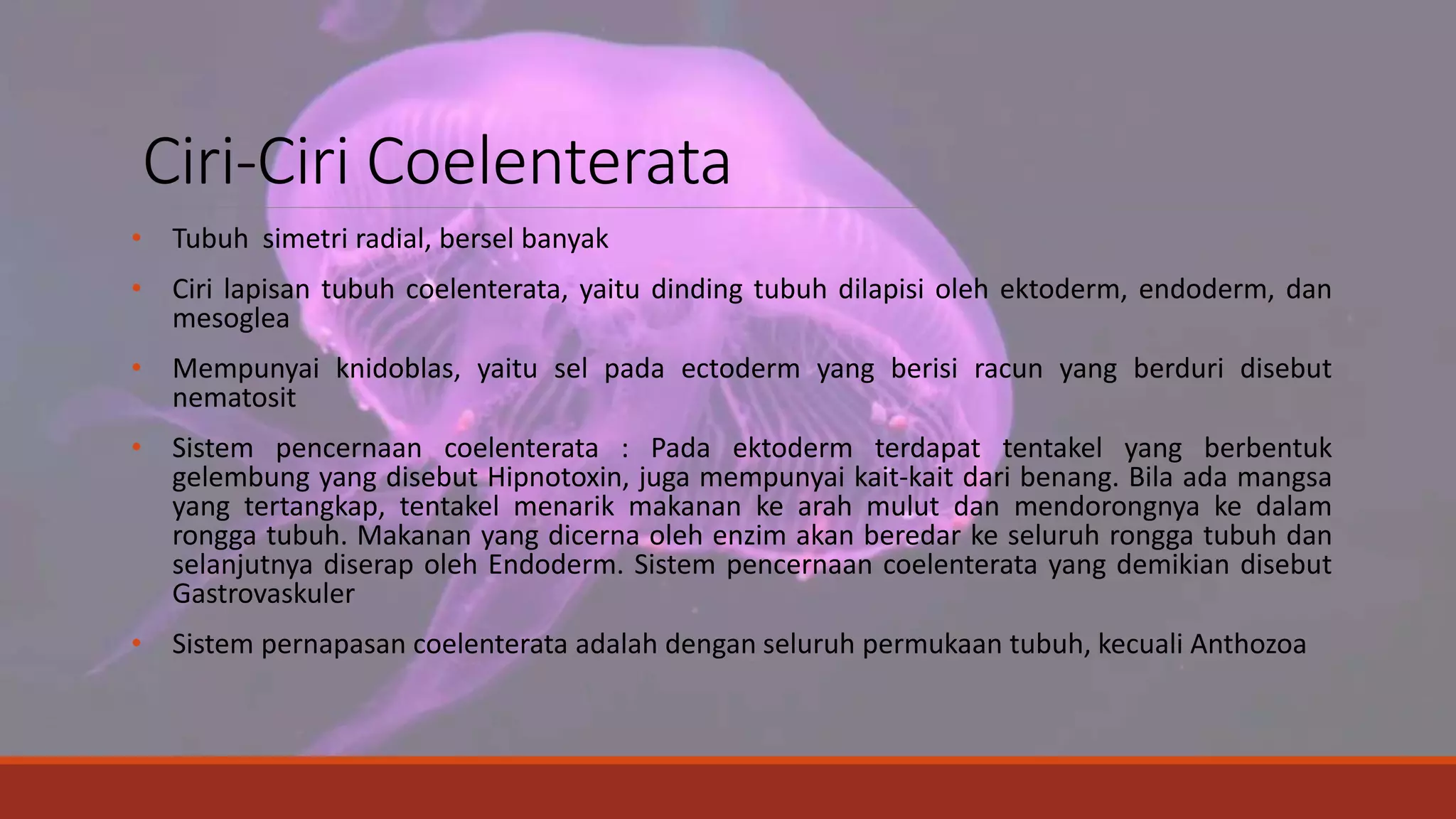 Biologi coelenterata | PPT