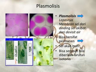 menunjukkan gejala difusi dan osmosis | PPT